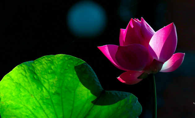 Beautiful June images, welcoming the vibrant colors of the month.