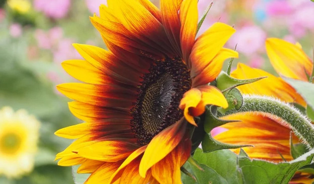 Beautiful June images, welcoming the vibrant colors of the month.