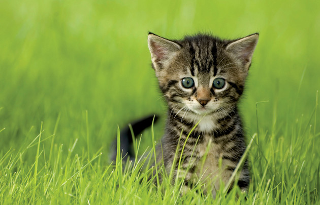 Hình Nền Mèo Cute Full Hd Cho điện Thoại Máy Tính Thủ Thuật